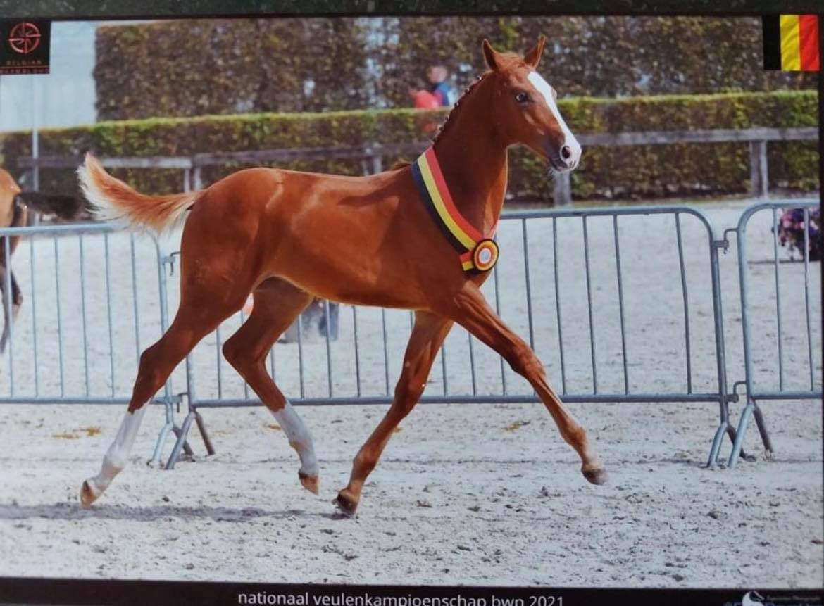 Stal Nieuwenhof - Marc Van Dijck - Good results last weekend for ...