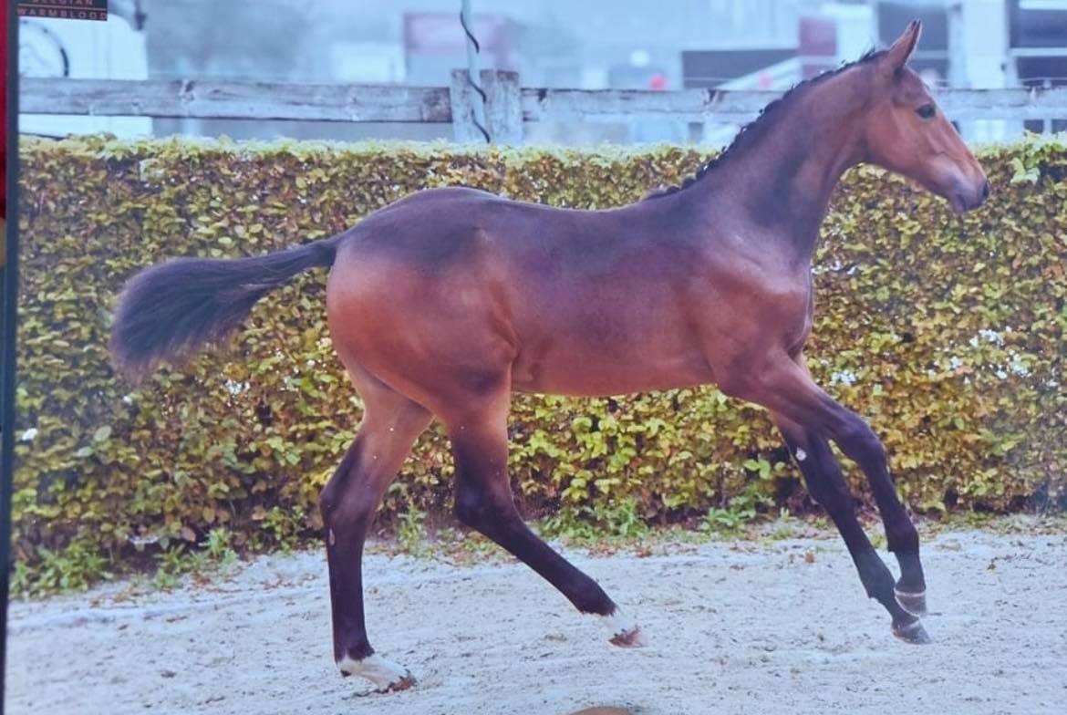 Stal Nieuwenhof - Marc Van Dijck - Good results last weekend for ...